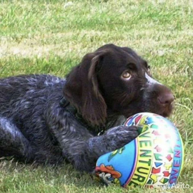 Продаются щенки Дратхаара без документов