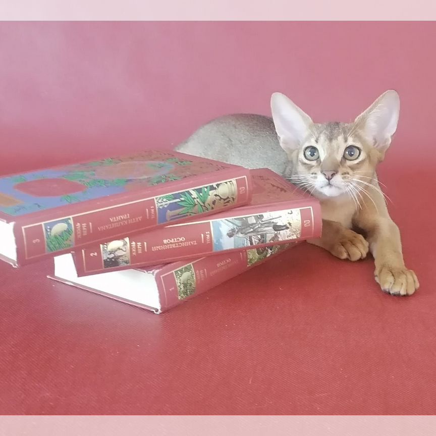 Абисинский котенок
