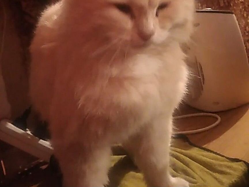 Красивый персиковый котик