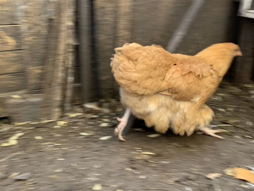 Орпингтоны петухи