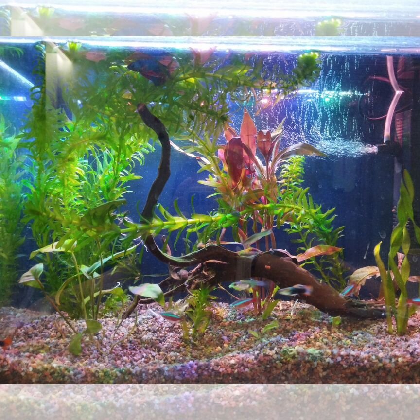 Аквариум 30 литров