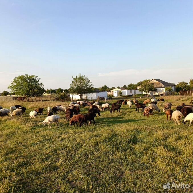 Барашки на къурбан