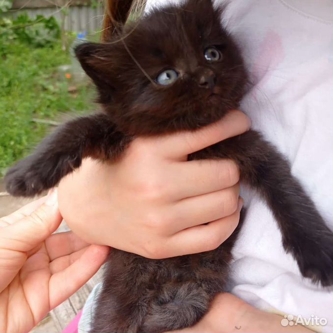 Котенок Мишка