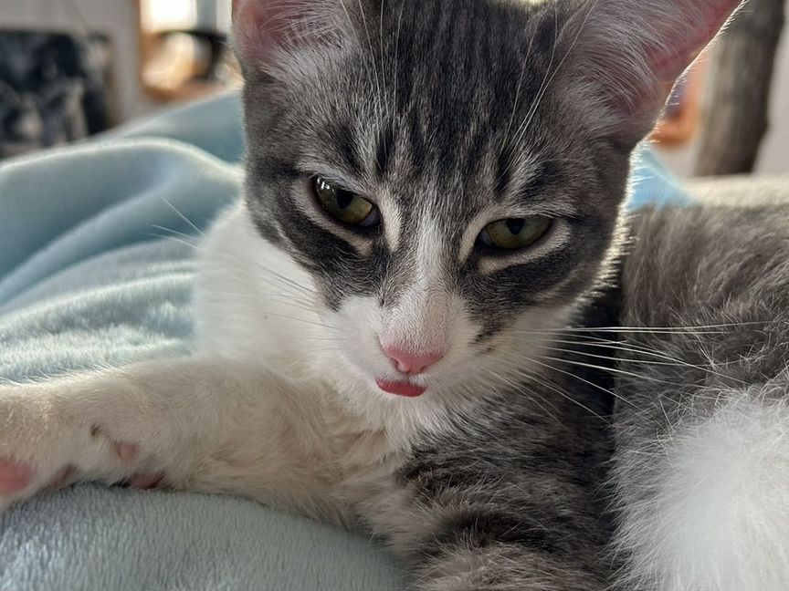 Домашние кошки породы "Чистые дворяне"