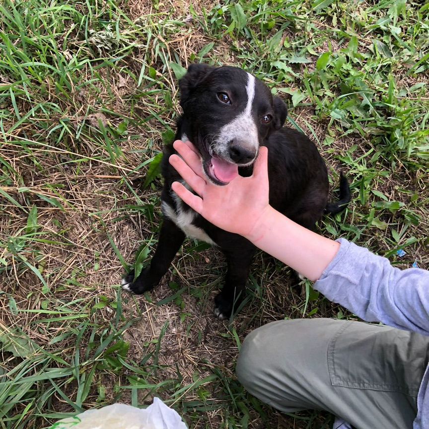 Собака в добрые руки