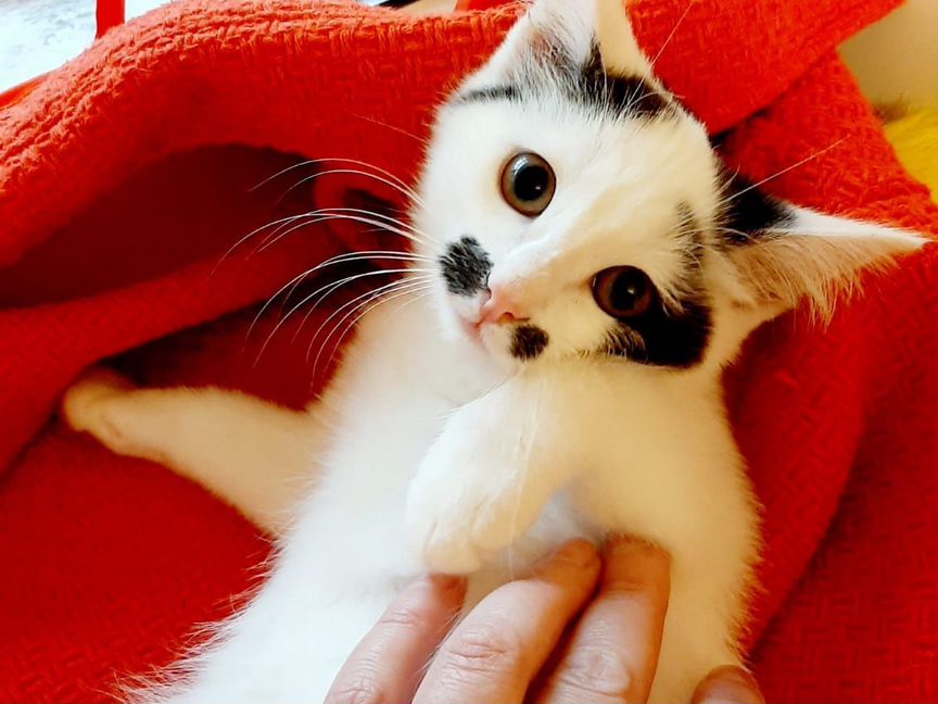 Котенок девочка Белоснежка в добрые руки