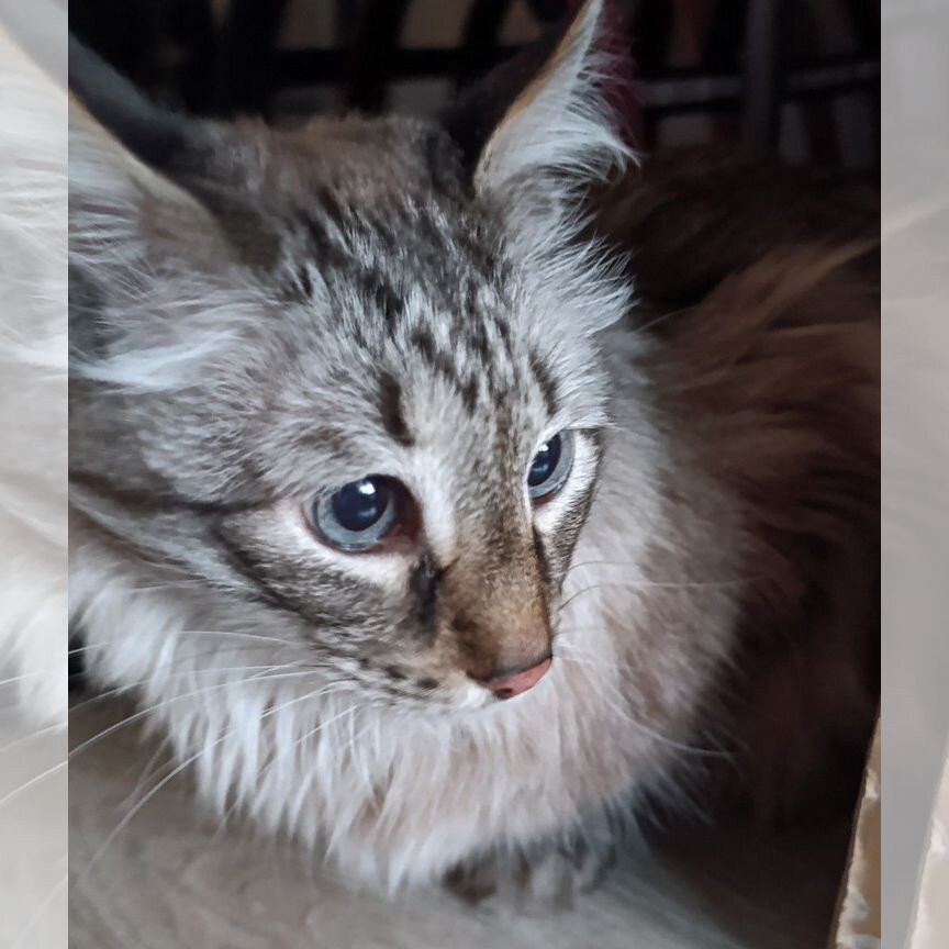 Отдам кота любящему хозяину