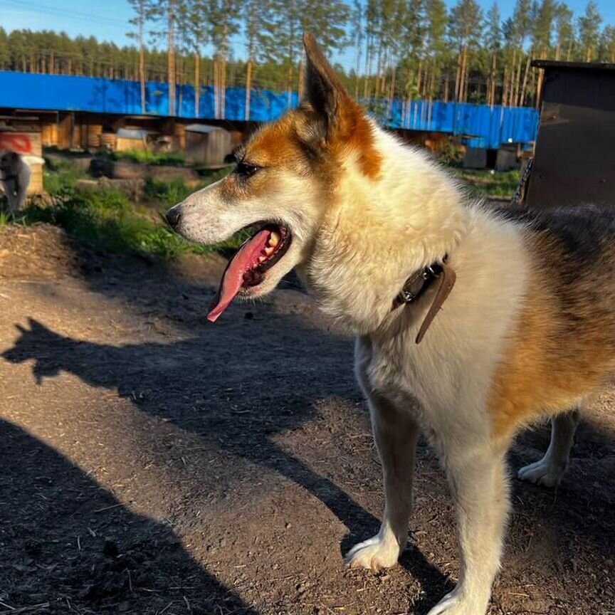 Собака в добрые руки отдам бесплатно
