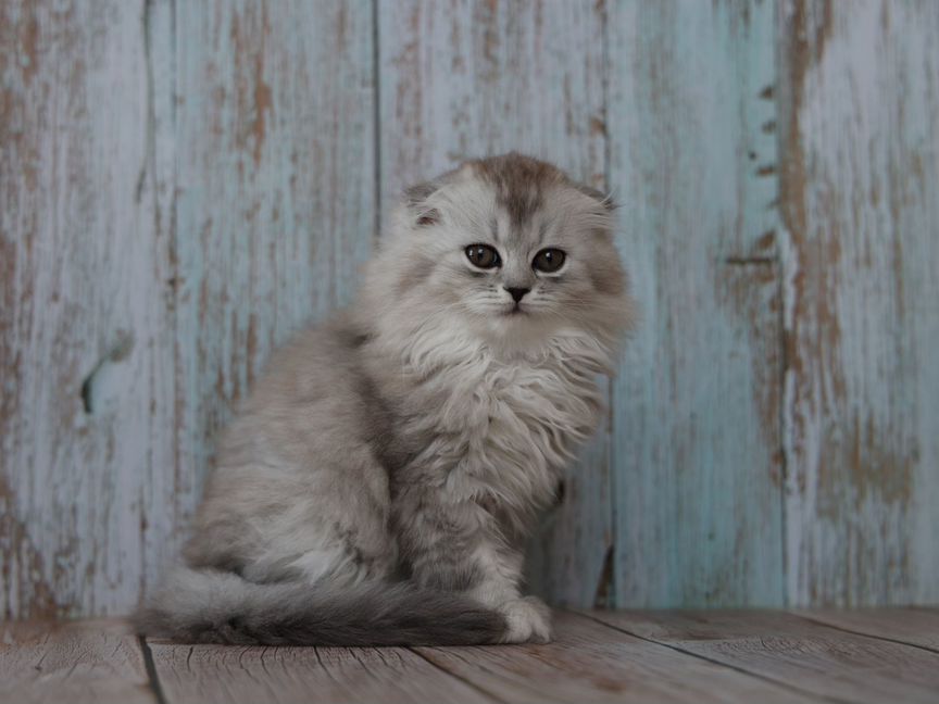 Шотландские вислоухие котята