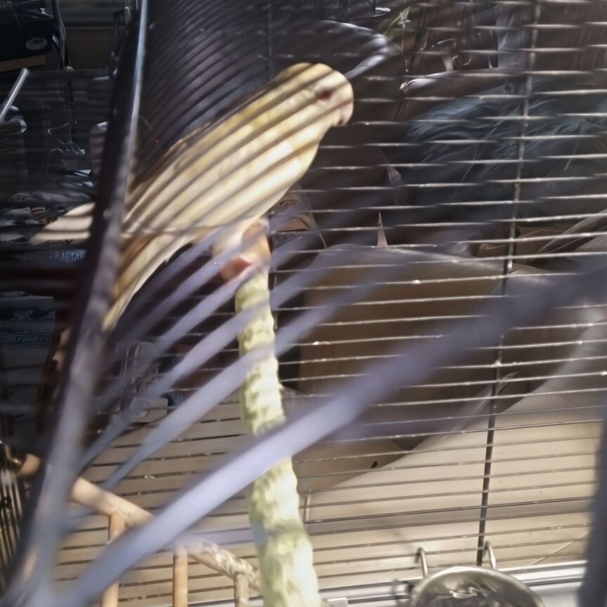 Попугаи певчие, глянцевые, неразлучники