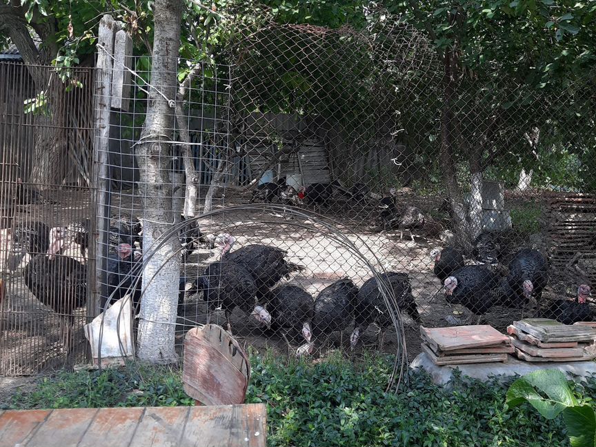 Индюки домашние