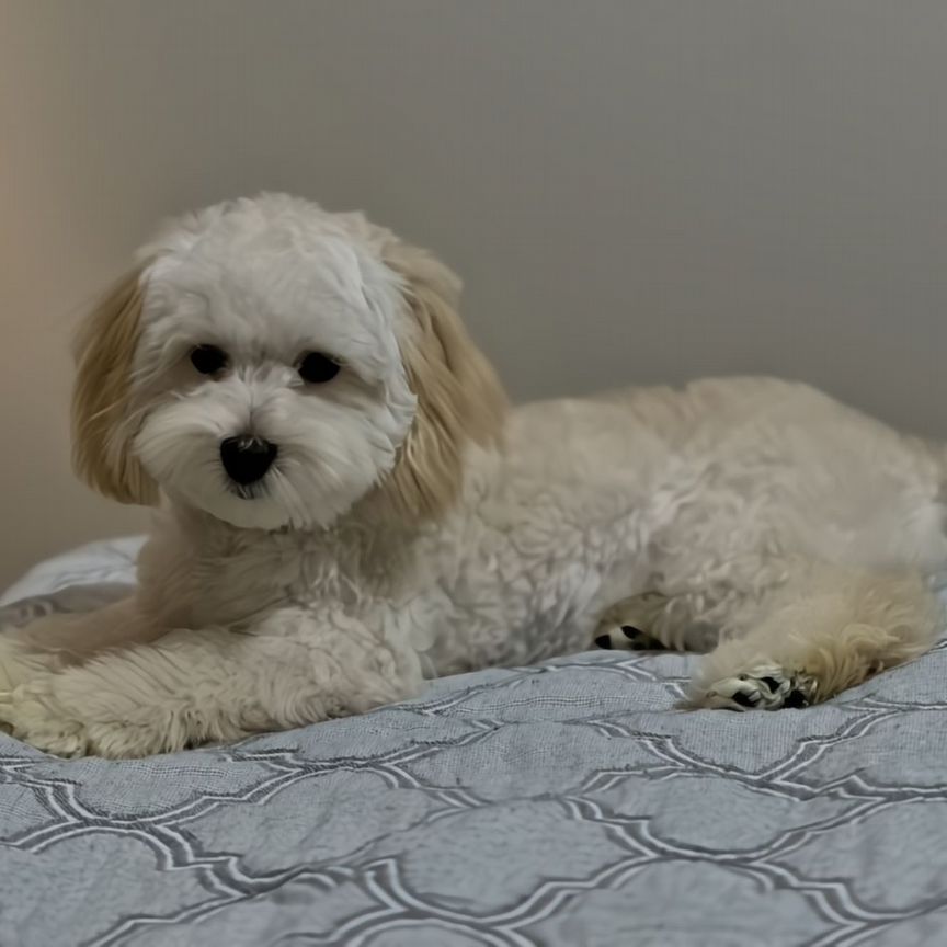 Мальтипу, щенок