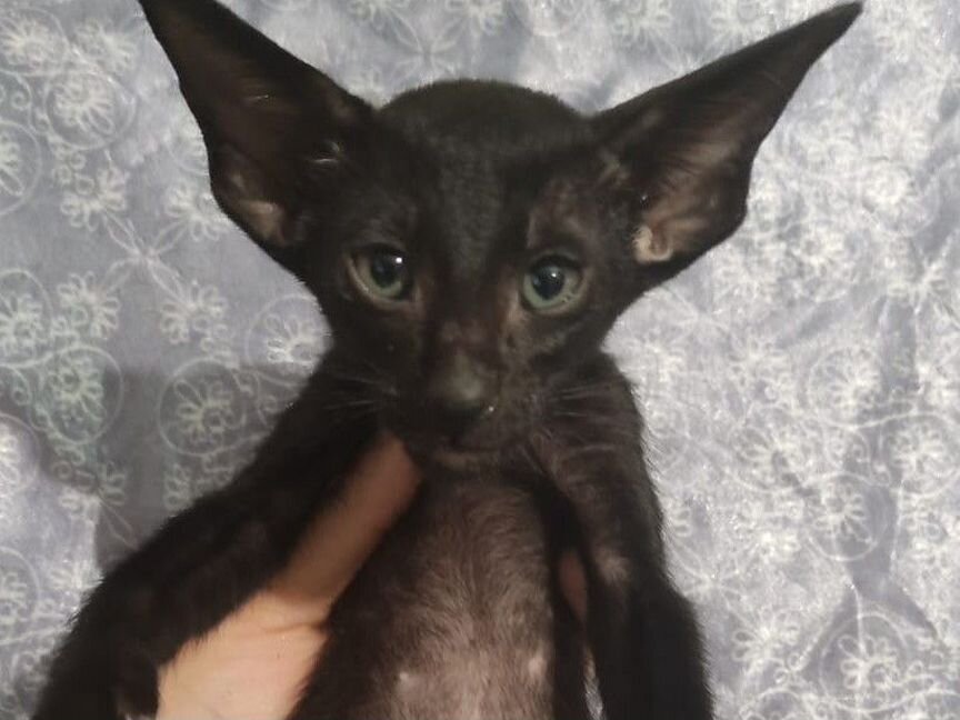 Черный котик папа экстрим