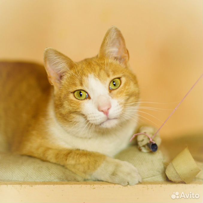 Солнечный Тори очень ждёт свою семью