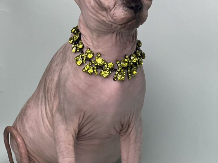 Котята сфинкс