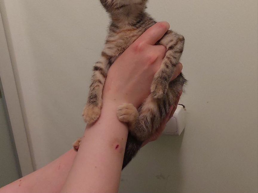 Котёнок-Подруга-Которебенок в добрые руки