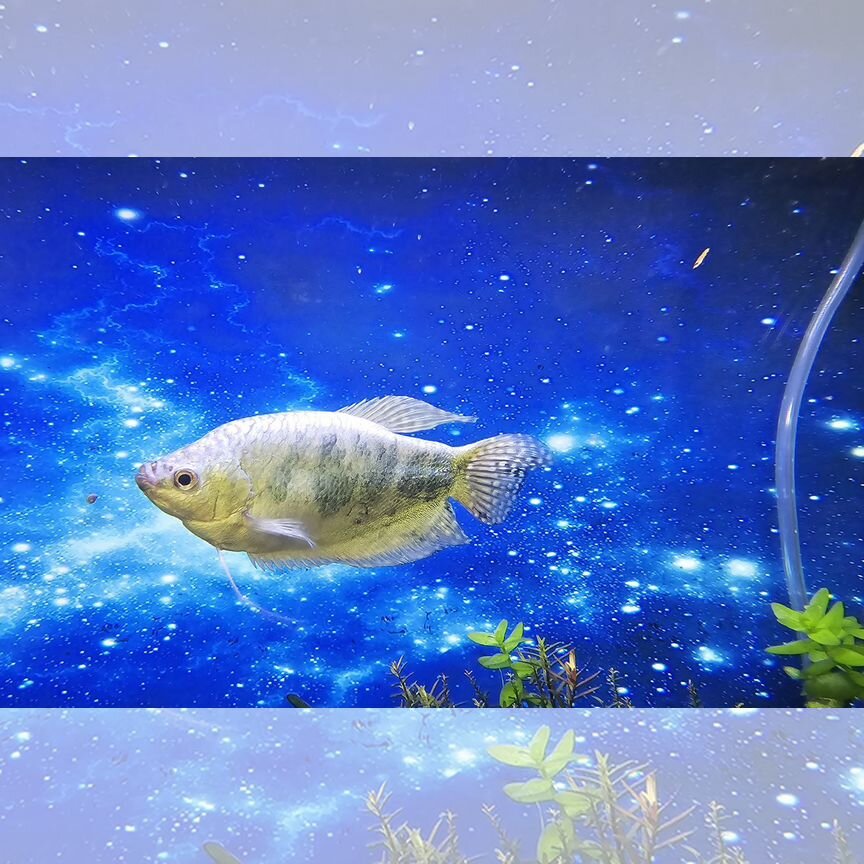 Гурами мраморный самец