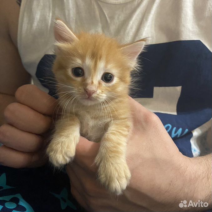 Котнок в дар бесплатно