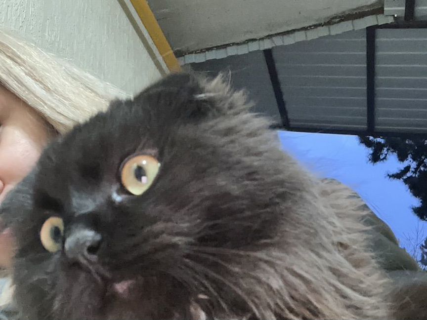 Кошка