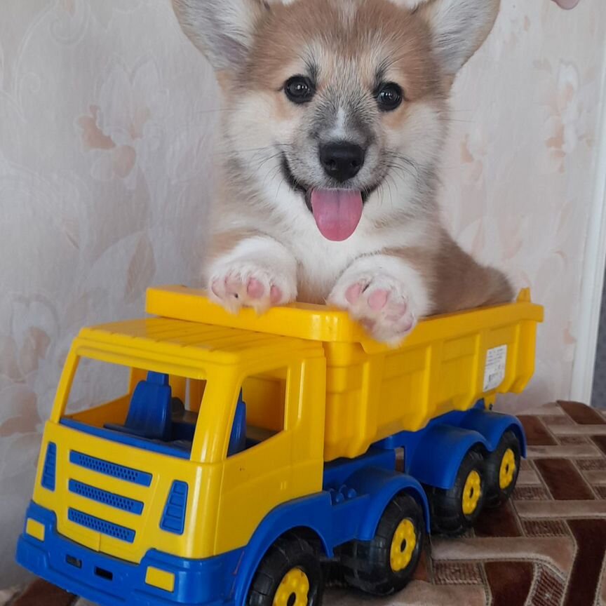 Вельш Корни Пемброк