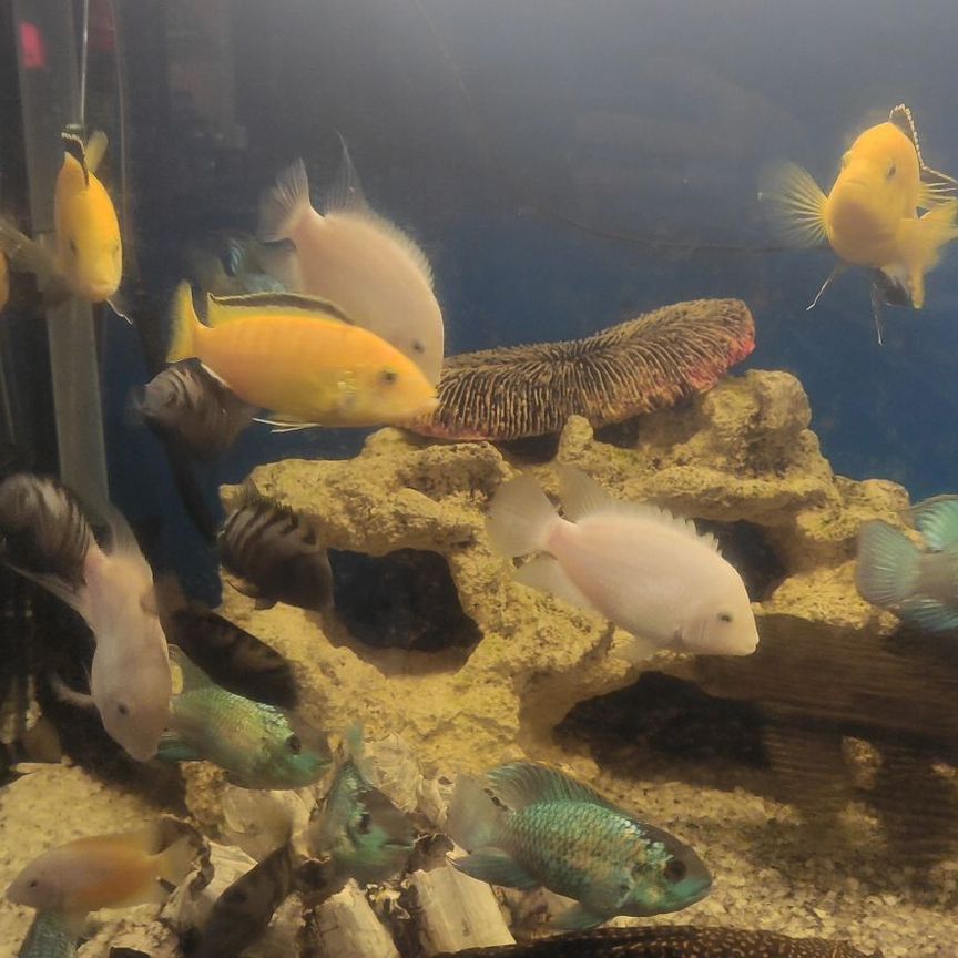 Бесплатно Цыхлиды