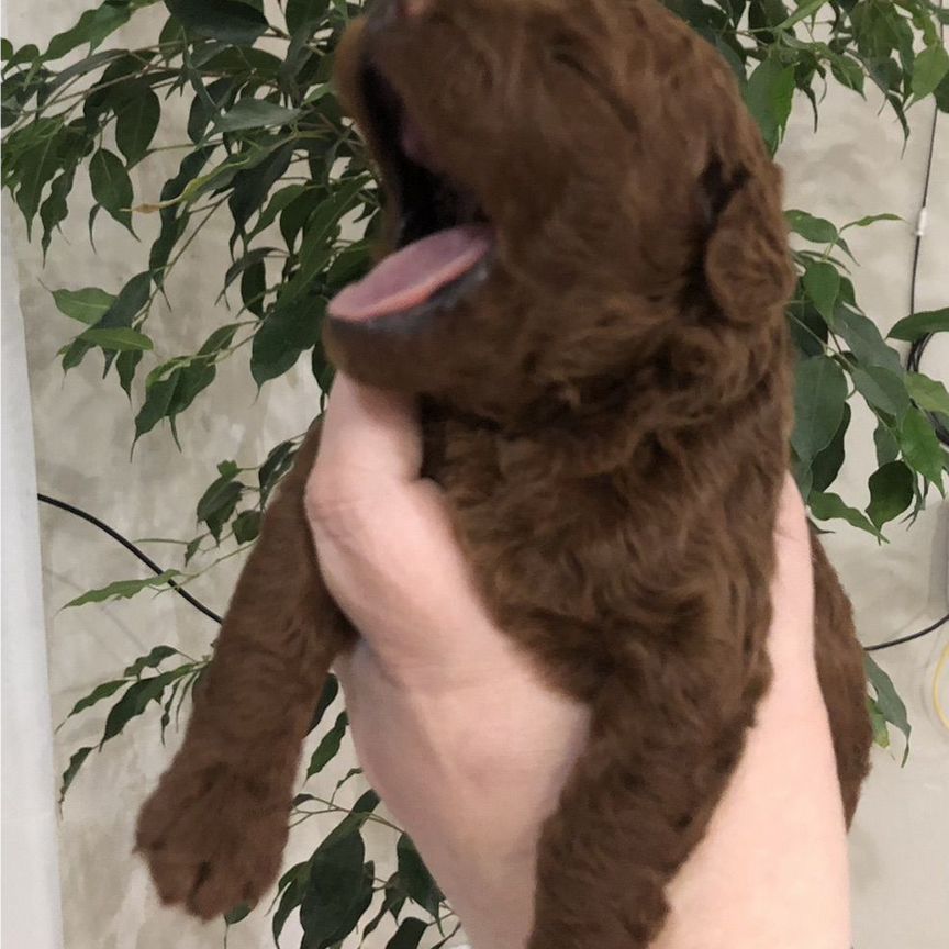 Той-пудель, щенок