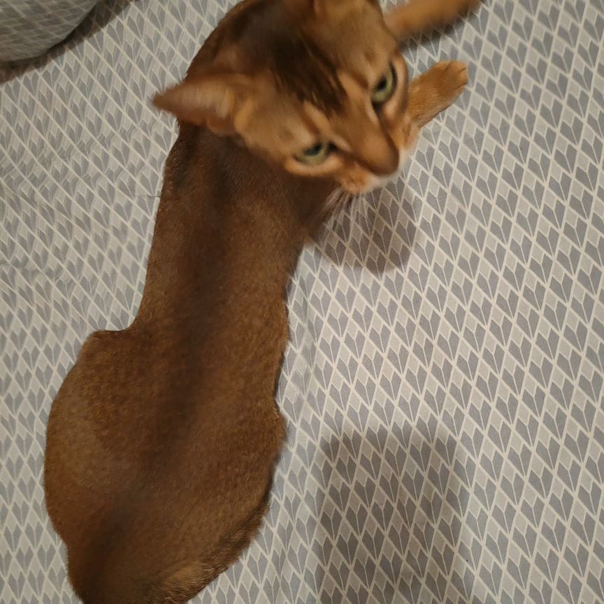 Отдам кошечку в добрые руки (абиссинская порода)