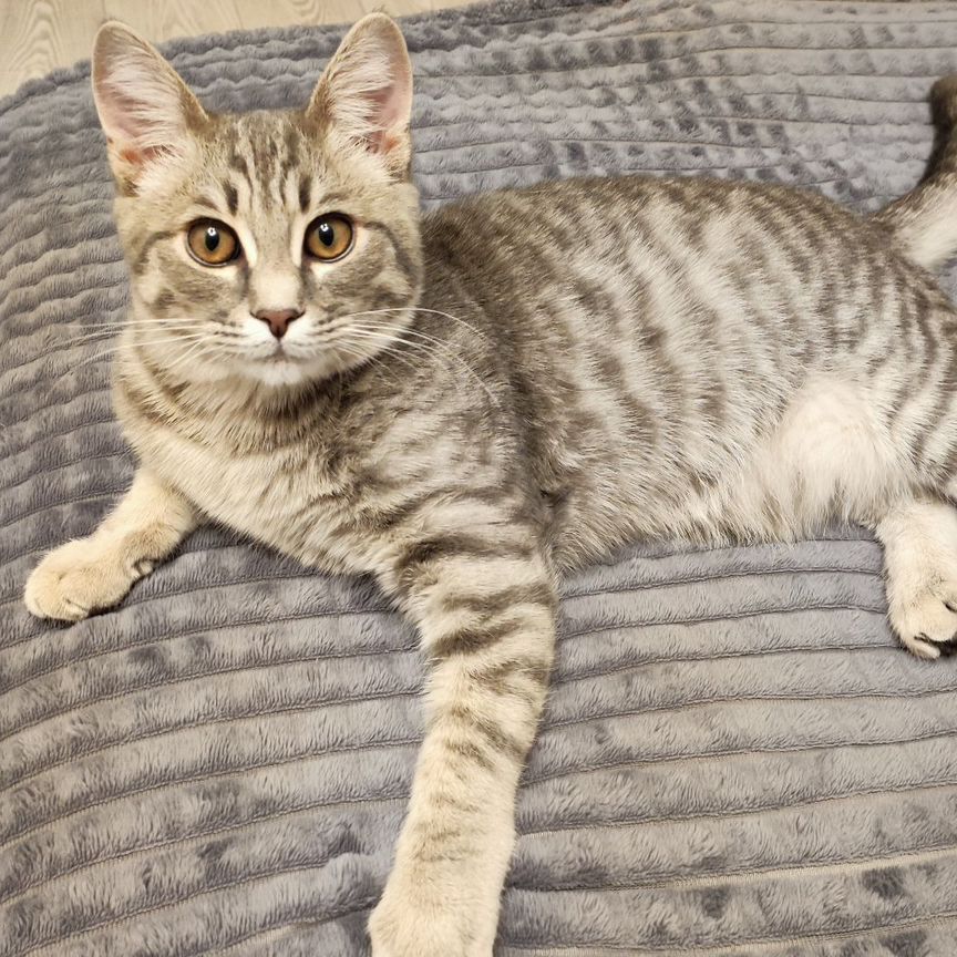 Отдам кота в добрые руки