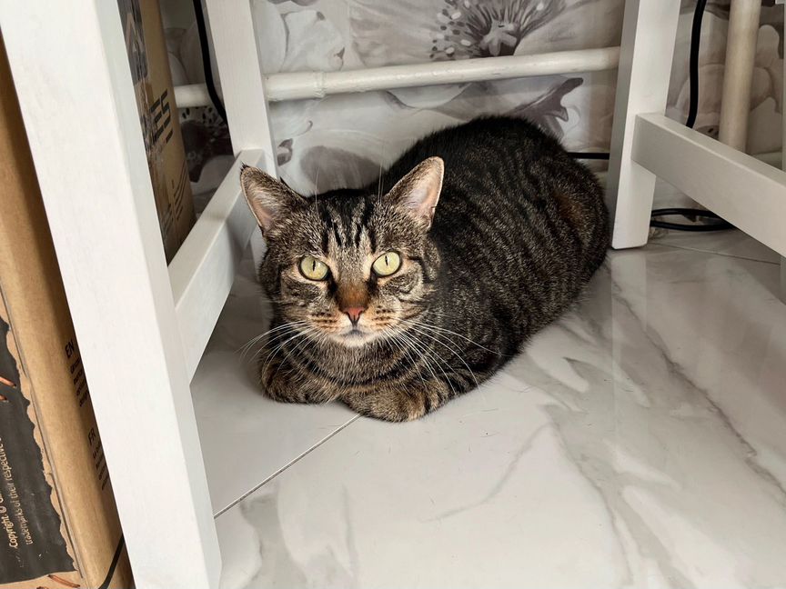 Кот с причудой