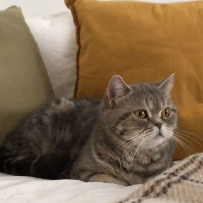 Британка в добрые руки