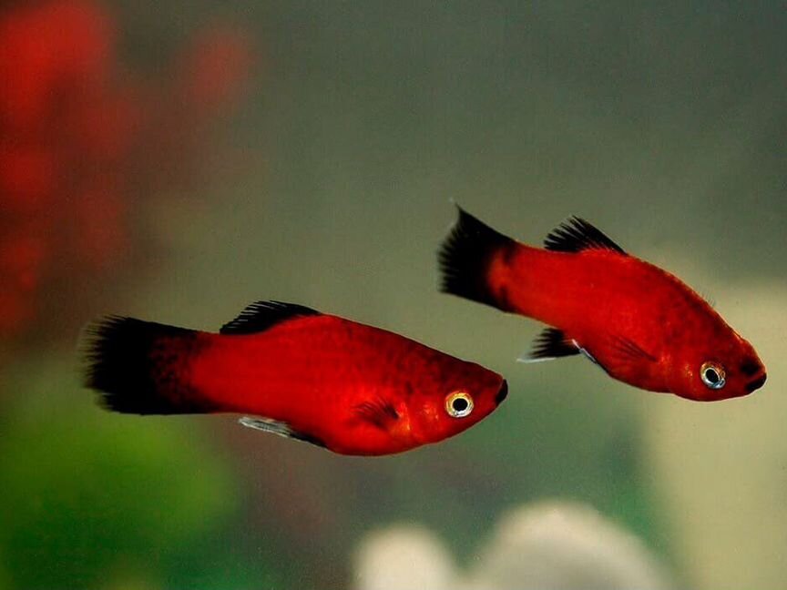 Рыбки меченосцы