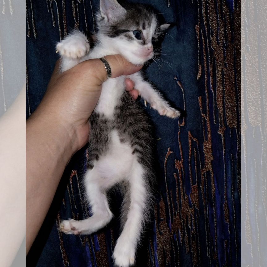 Котенок, девочка