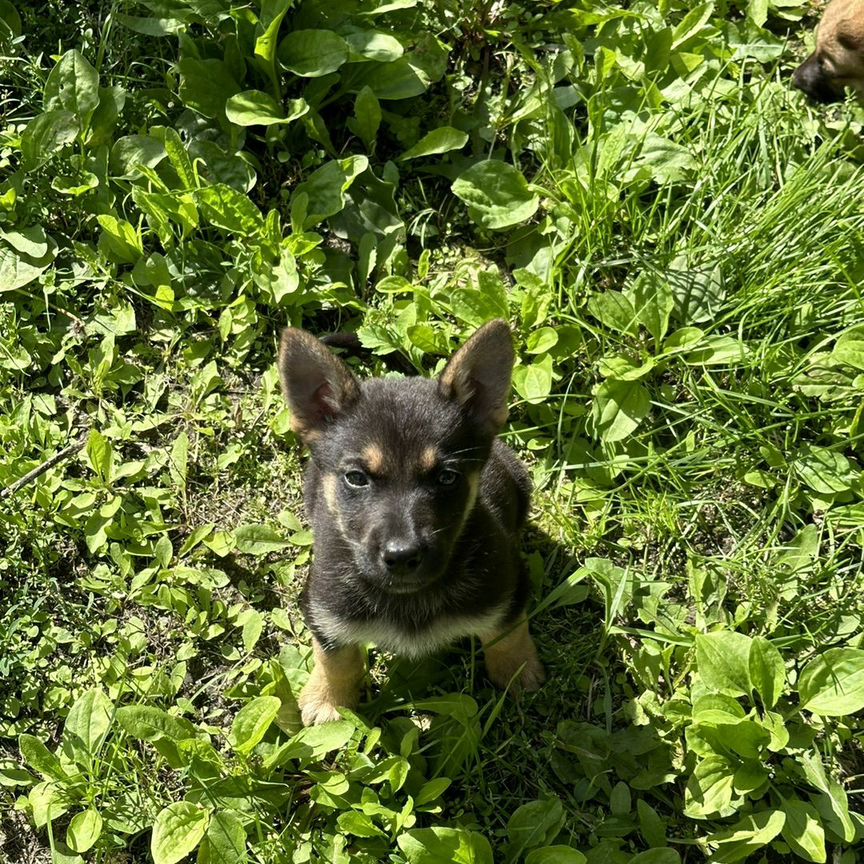 Щенята, бесплатно