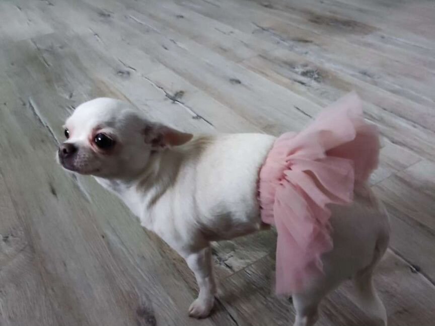 Вещи пакетом на маленькую собачку