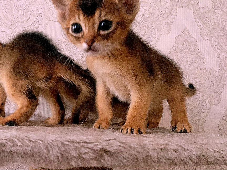 Абиссинские