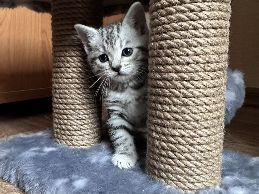 Шотладские котята