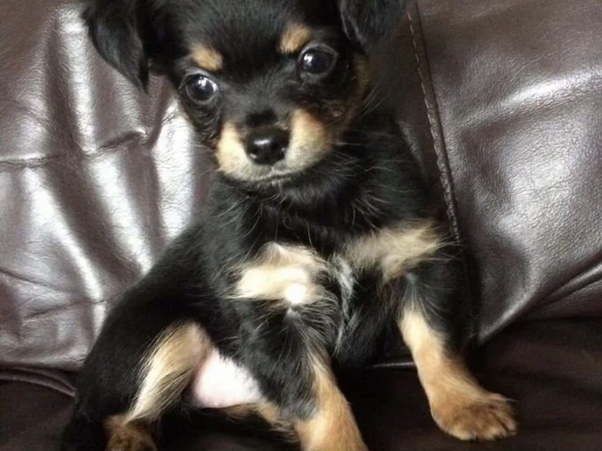 Отдам той терьера