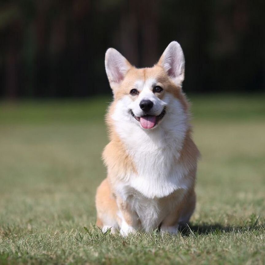 Вельш-корги пемброк вязка
