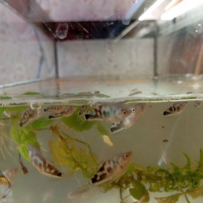 Гурами мальки