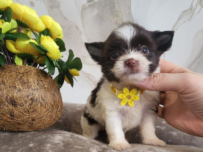 Бивер йорк мальчик