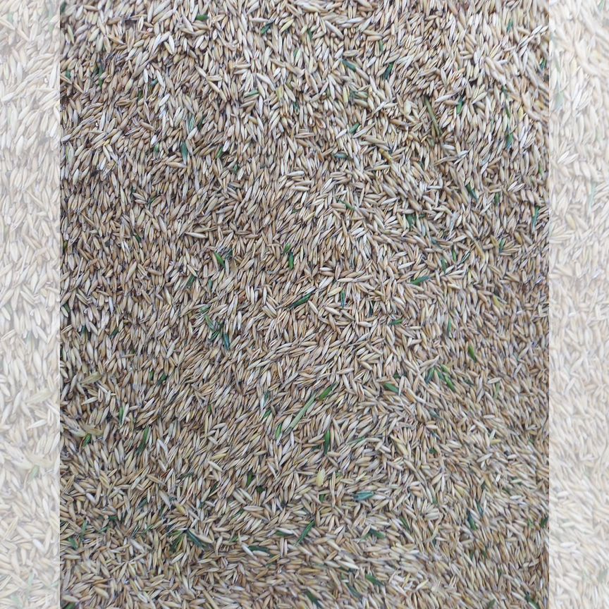 Овёс свежий урожай