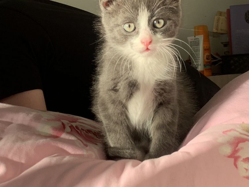 Котенок в добрые руки