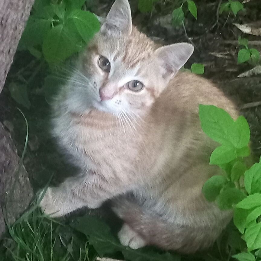 Котёнок в добрые руки