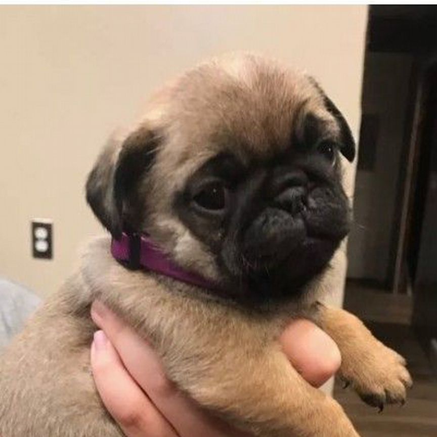 Сладкие булочки