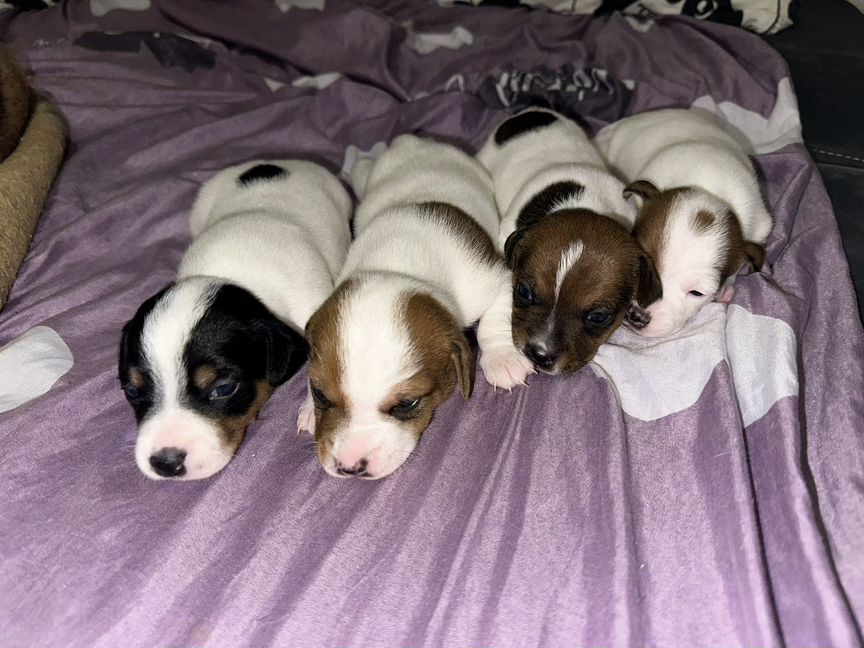 Щенки джек Рассел терьер