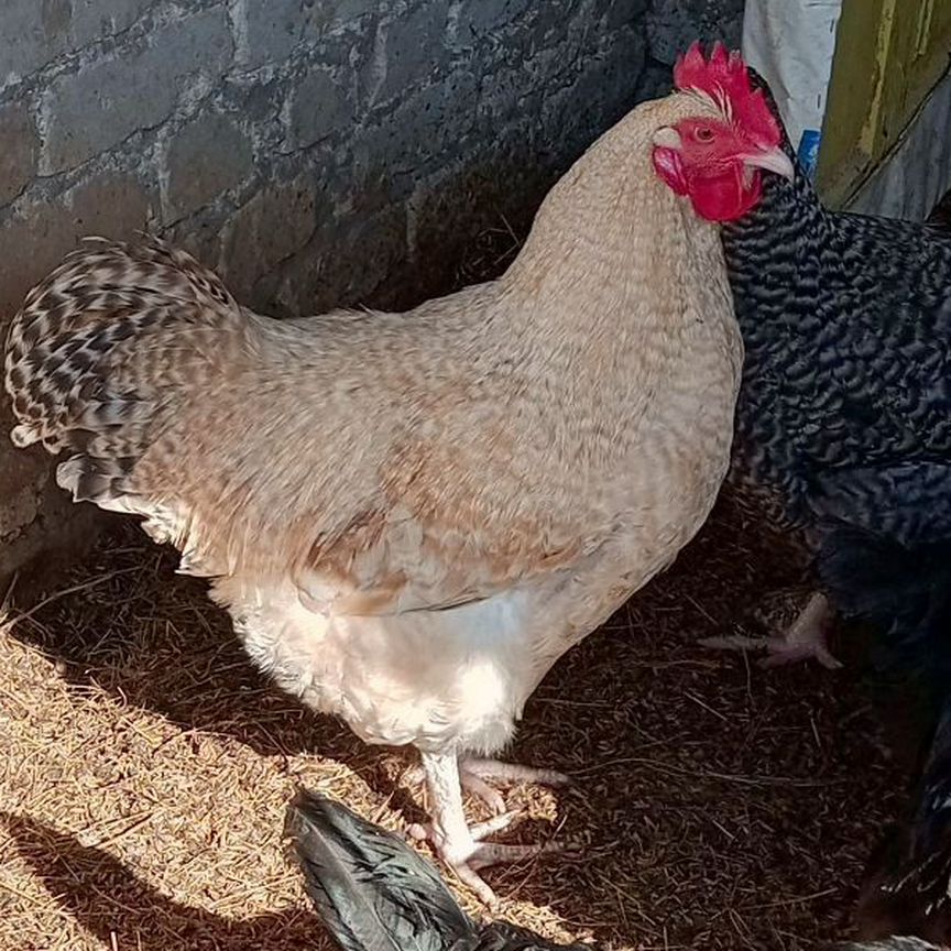 Молодой петух