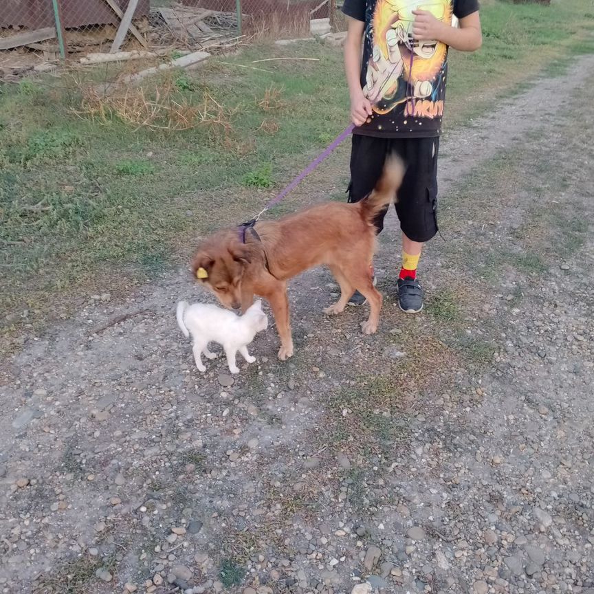 Ищем любящих хозяев для Плюшкина