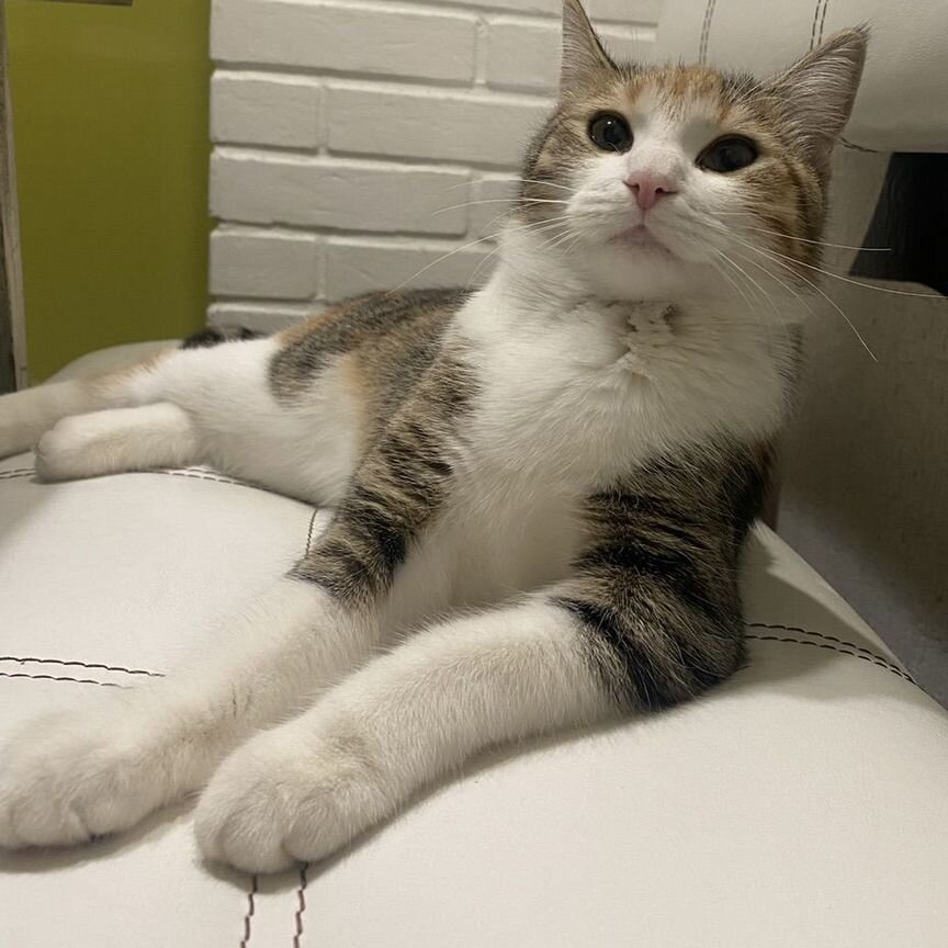 Кошка