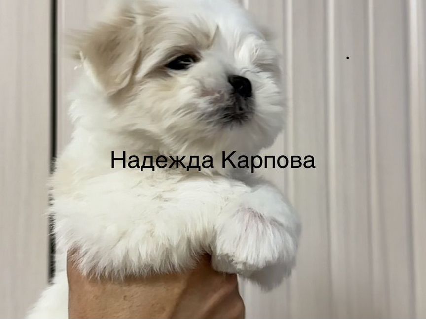 Мальтезе щенки