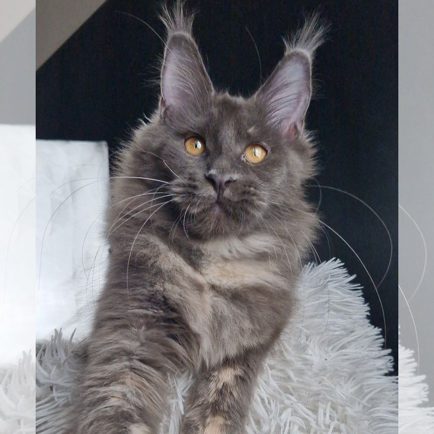 Мейн-кун котёнок